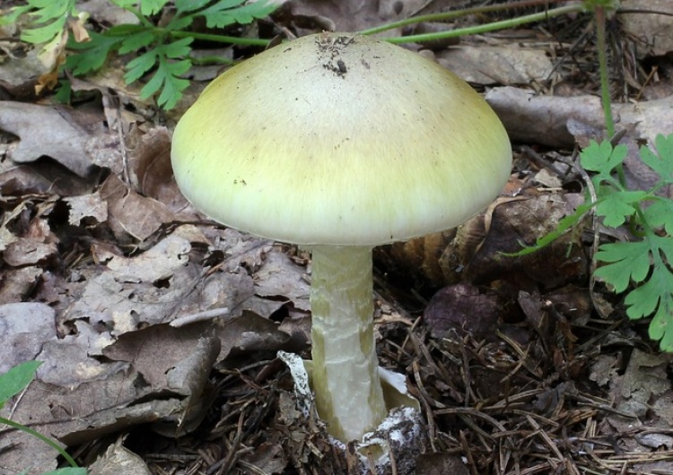 Muchomor sromotnikowy - najbardziej trujący organizm żyjący w Polsce